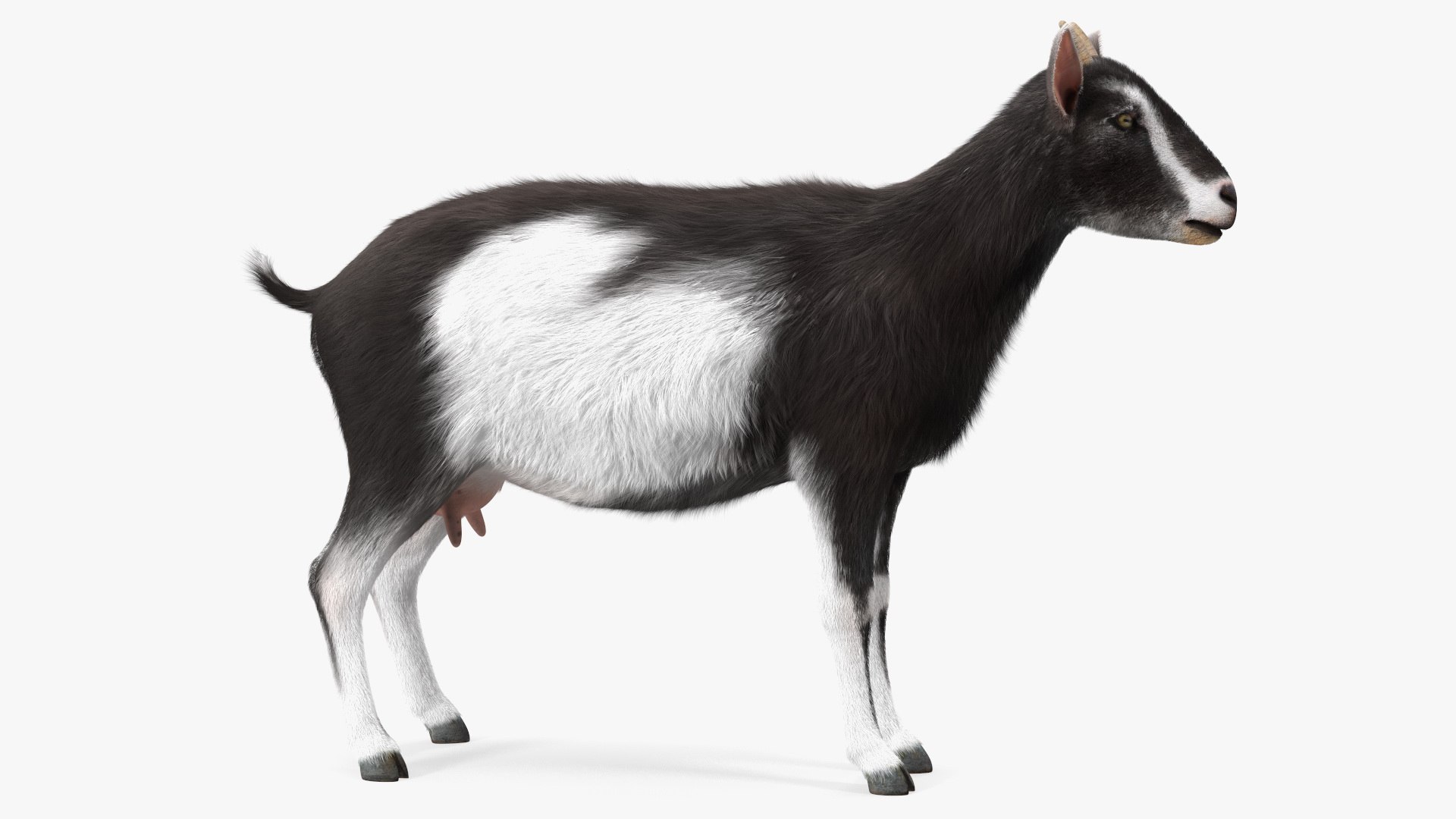 Domestic Goat Rigged Fur Model - TurboSquid 1992098