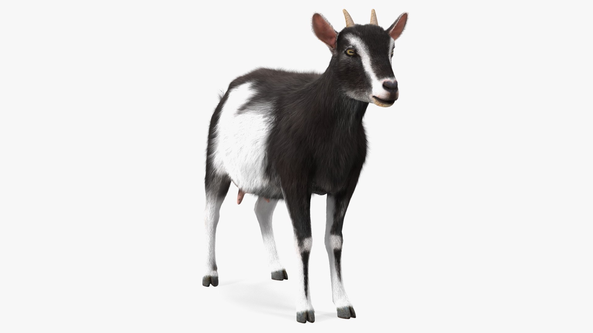 Domestic Goat Rigged Fur Model - TurboSquid 1992098