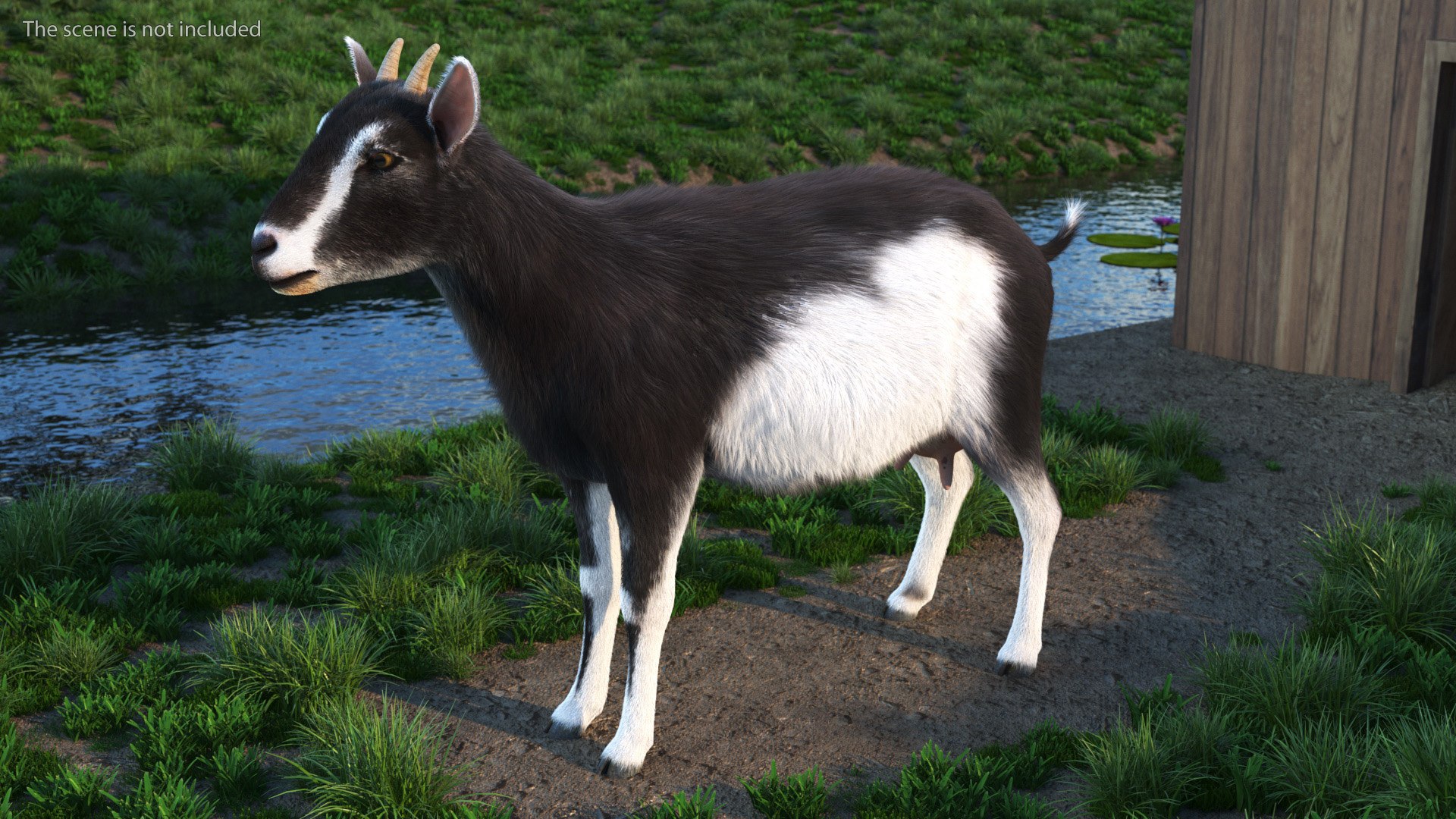 Domestic Goat Rigged Fur Model - TurboSquid 1992098