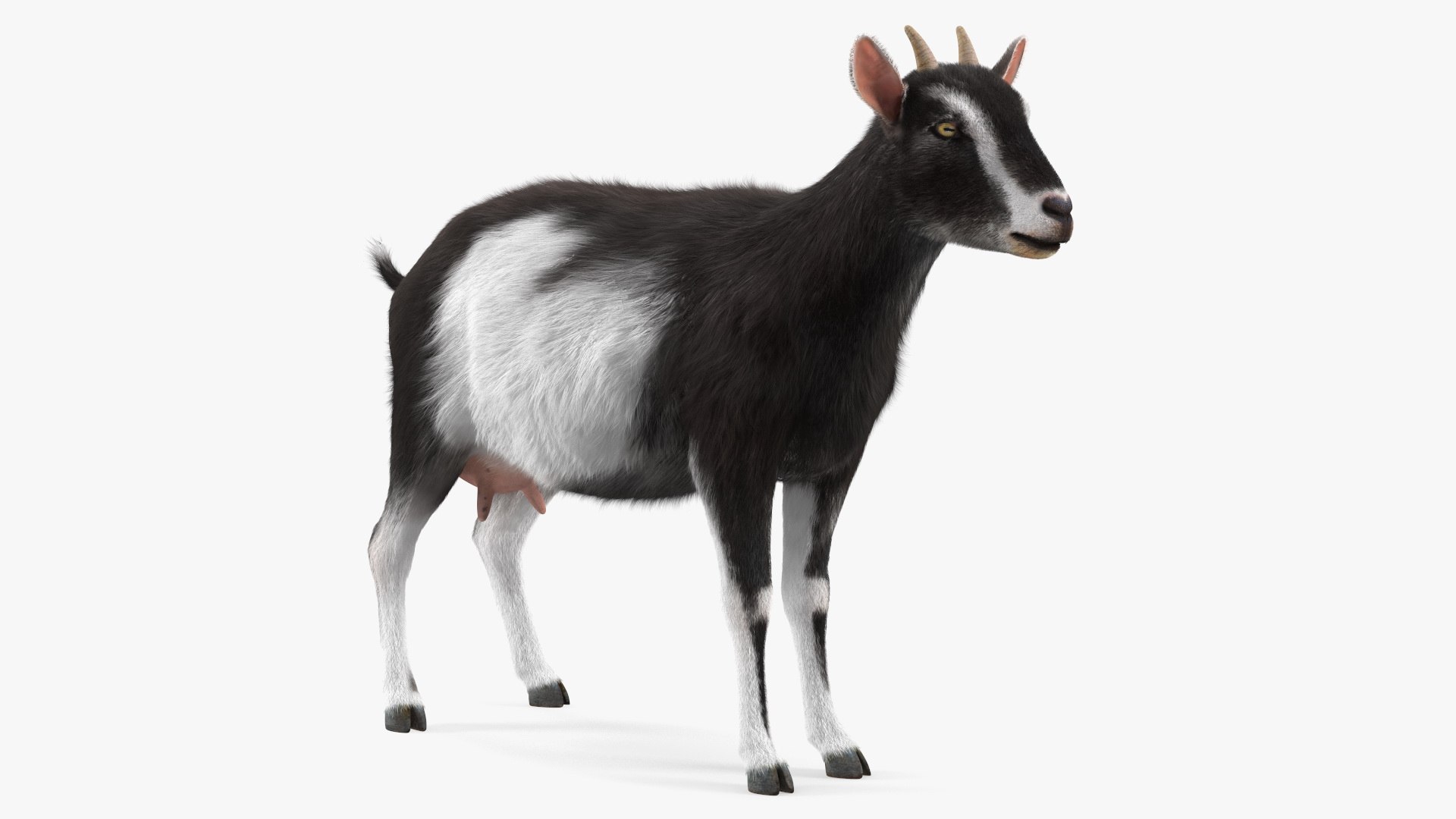 Domestic Goat Rigged Fur model - TurboSquid 1992098