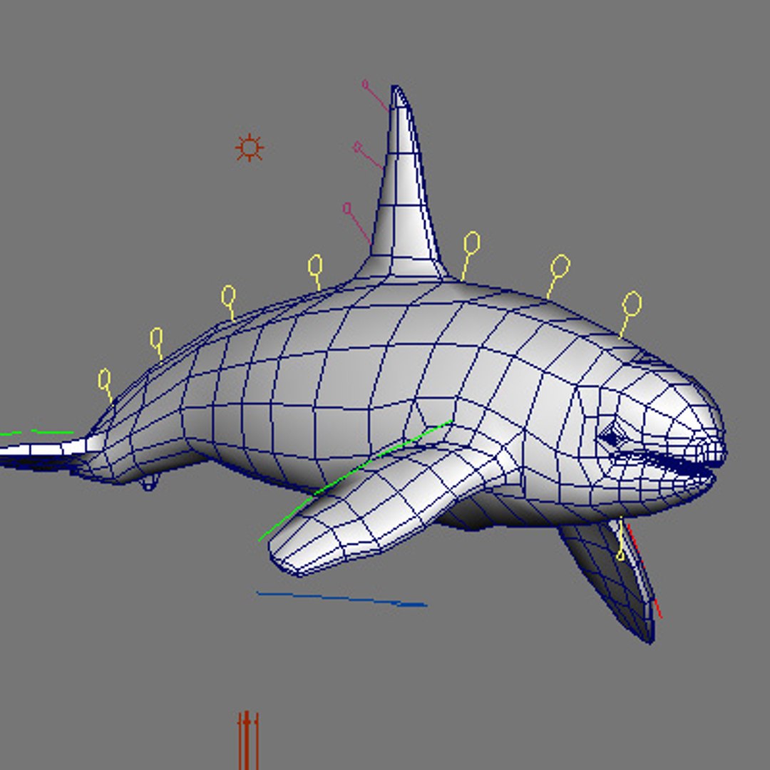 3d Photorealistic Killer Whale Model