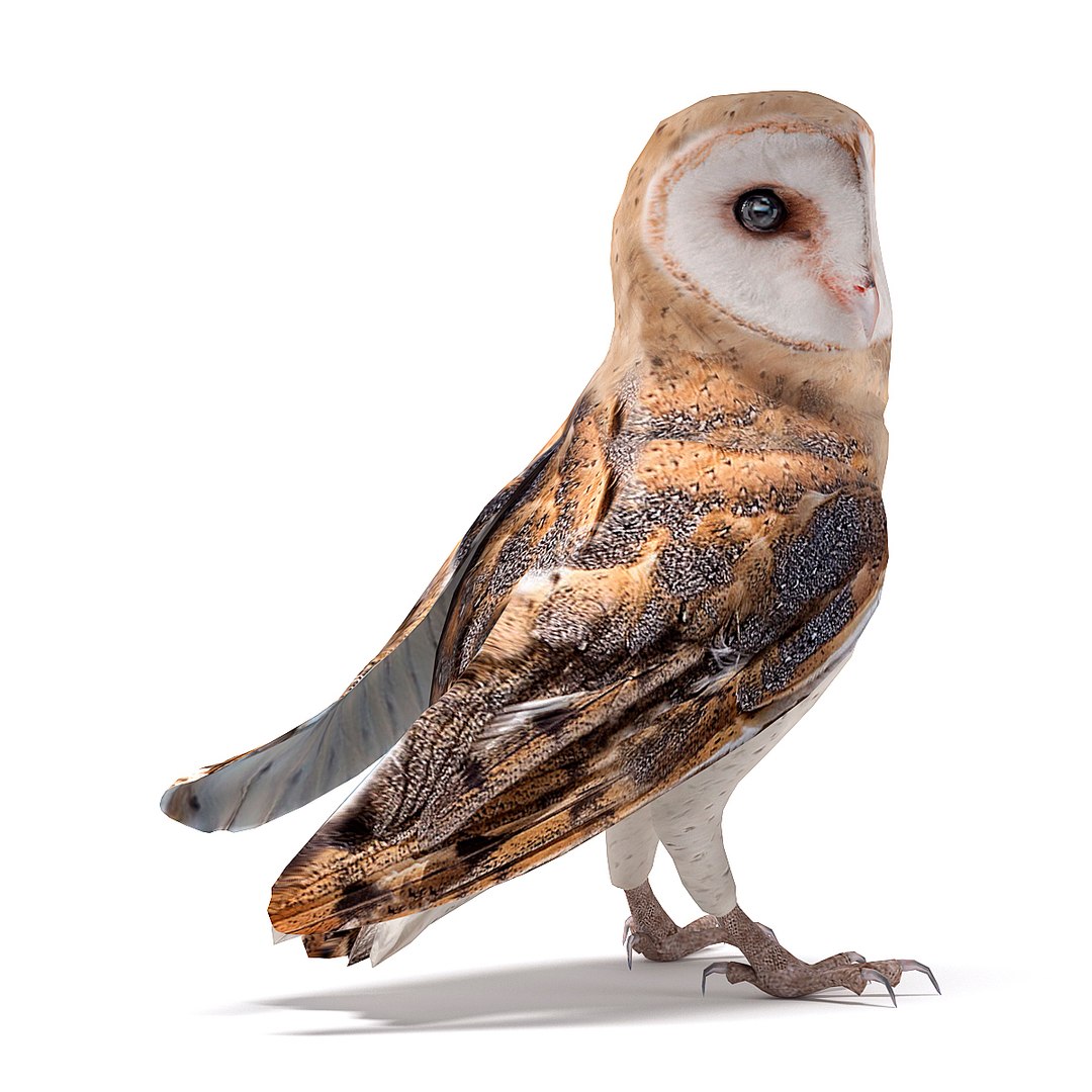 Realistic Owl Barn 3D Model - TurboSquid 1370015