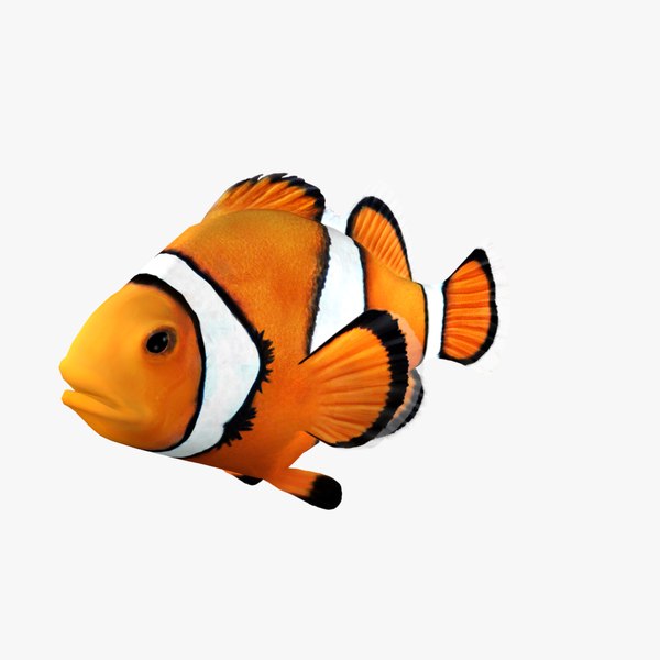 3d clownfish clown fish model
