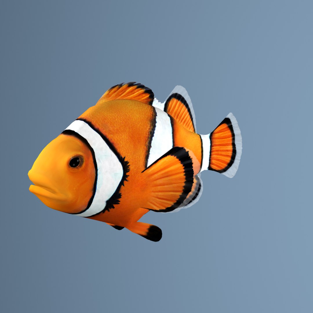 3d clownfish clown fish model