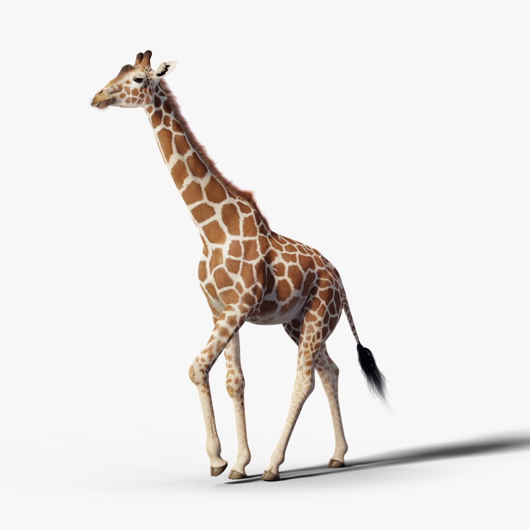 3D Animation Giraffe Model - TurboSquid 1708698