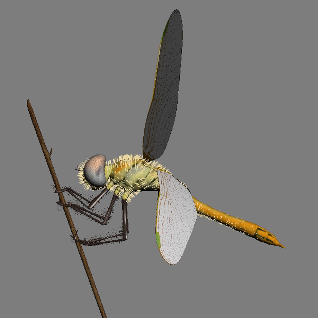 3ds Max Dragonfly Rigged