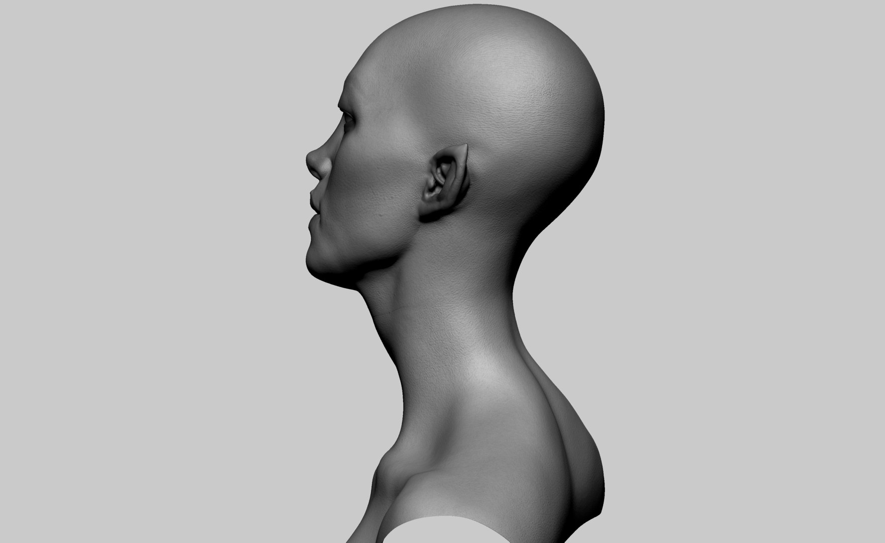 Female Head Anatomy 3D Model - TurboSquid 1560510