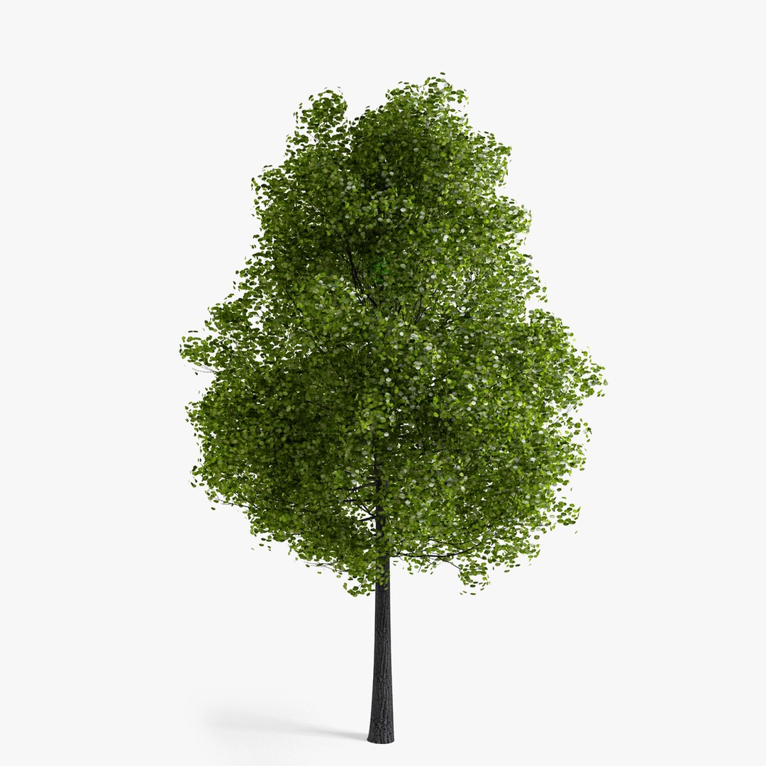 Linden Tree 3d Obj