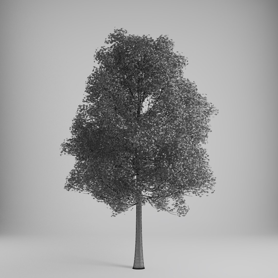 Linden Tree 3d Obj