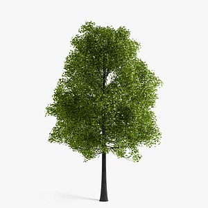 3d model linden tree