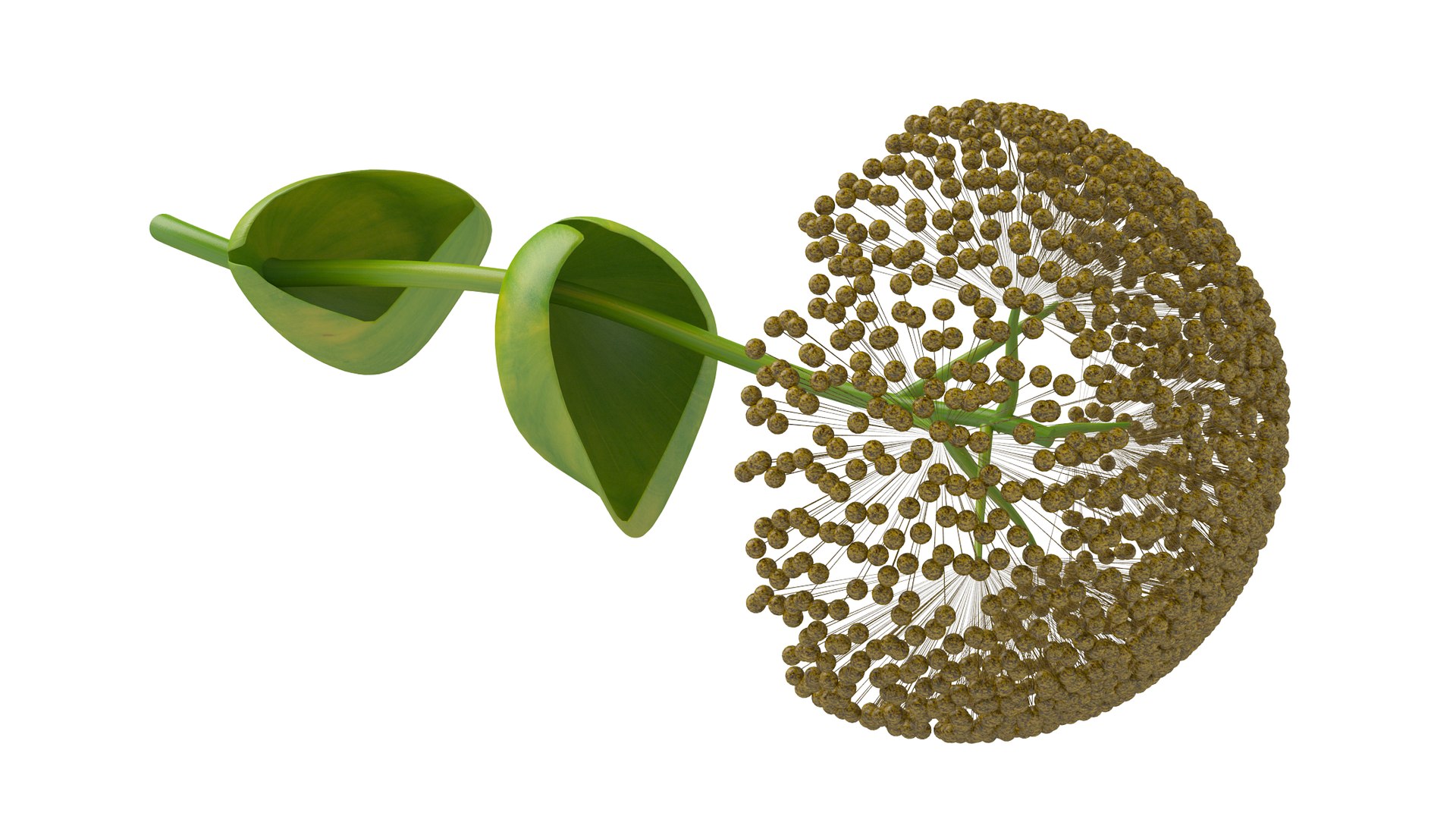 3D Ferula Plant - TurboSquid 1906765
