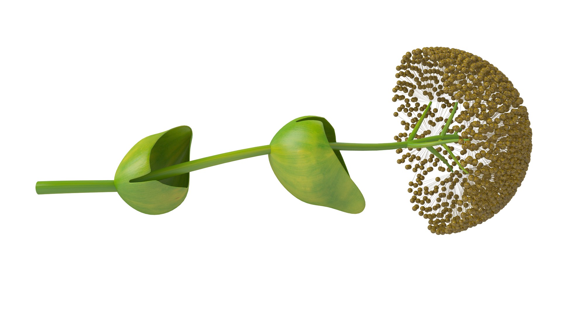 3D Ferula Plant - TurboSquid 1906765