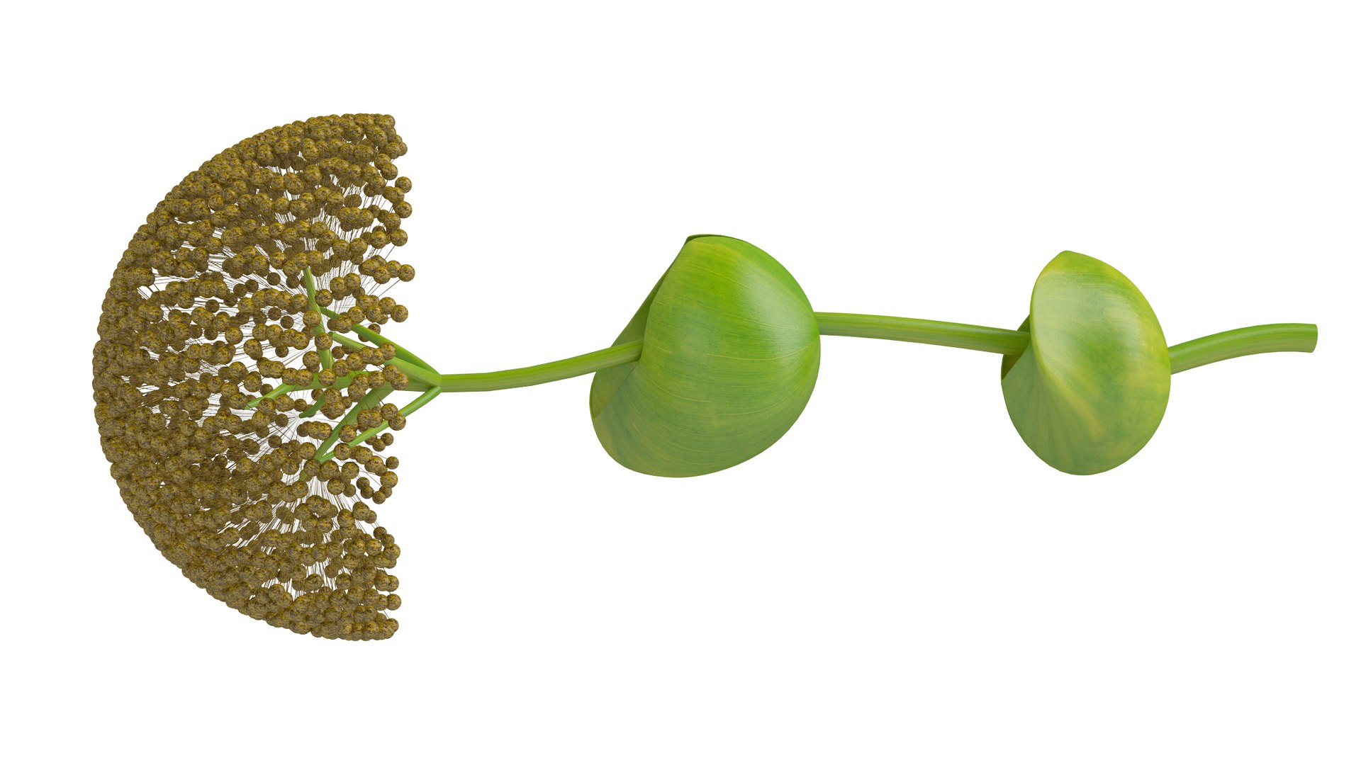 3D Ferula Plant - TurboSquid 1906765