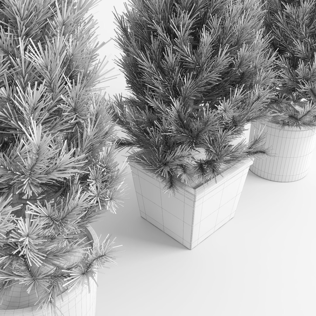 3d model realistic pinus trees pots