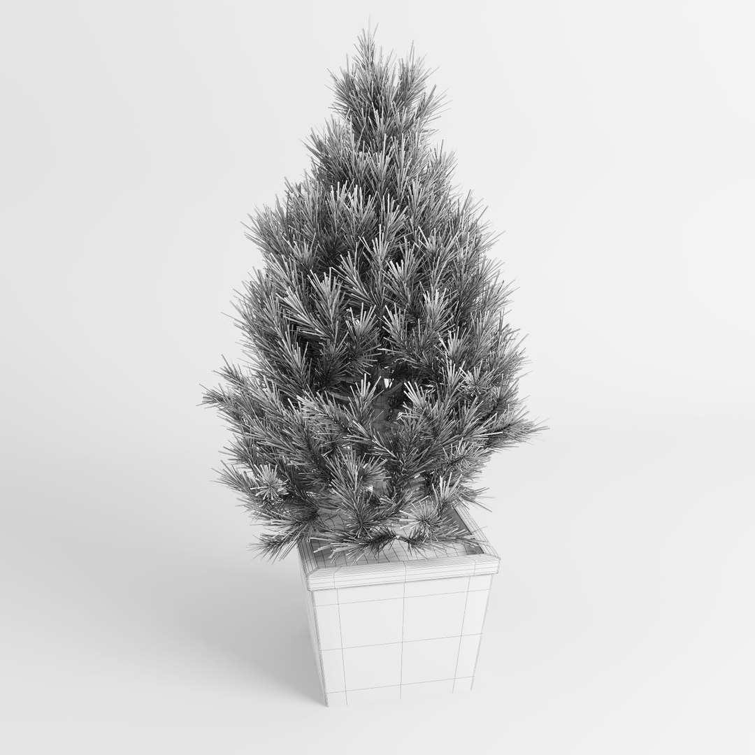 3d model realistic pinus trees pots