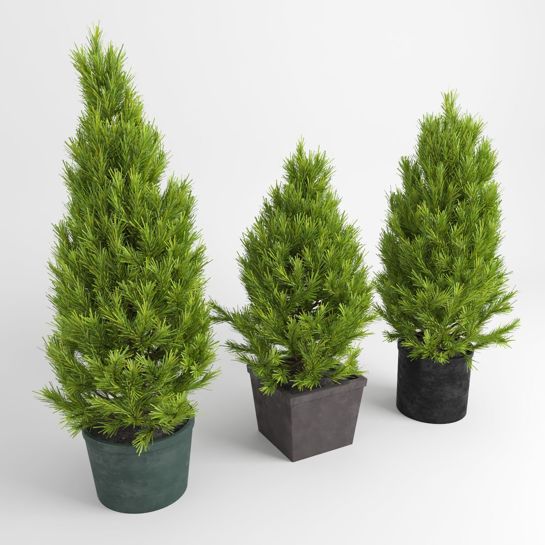 3d model realistic pinus trees pots