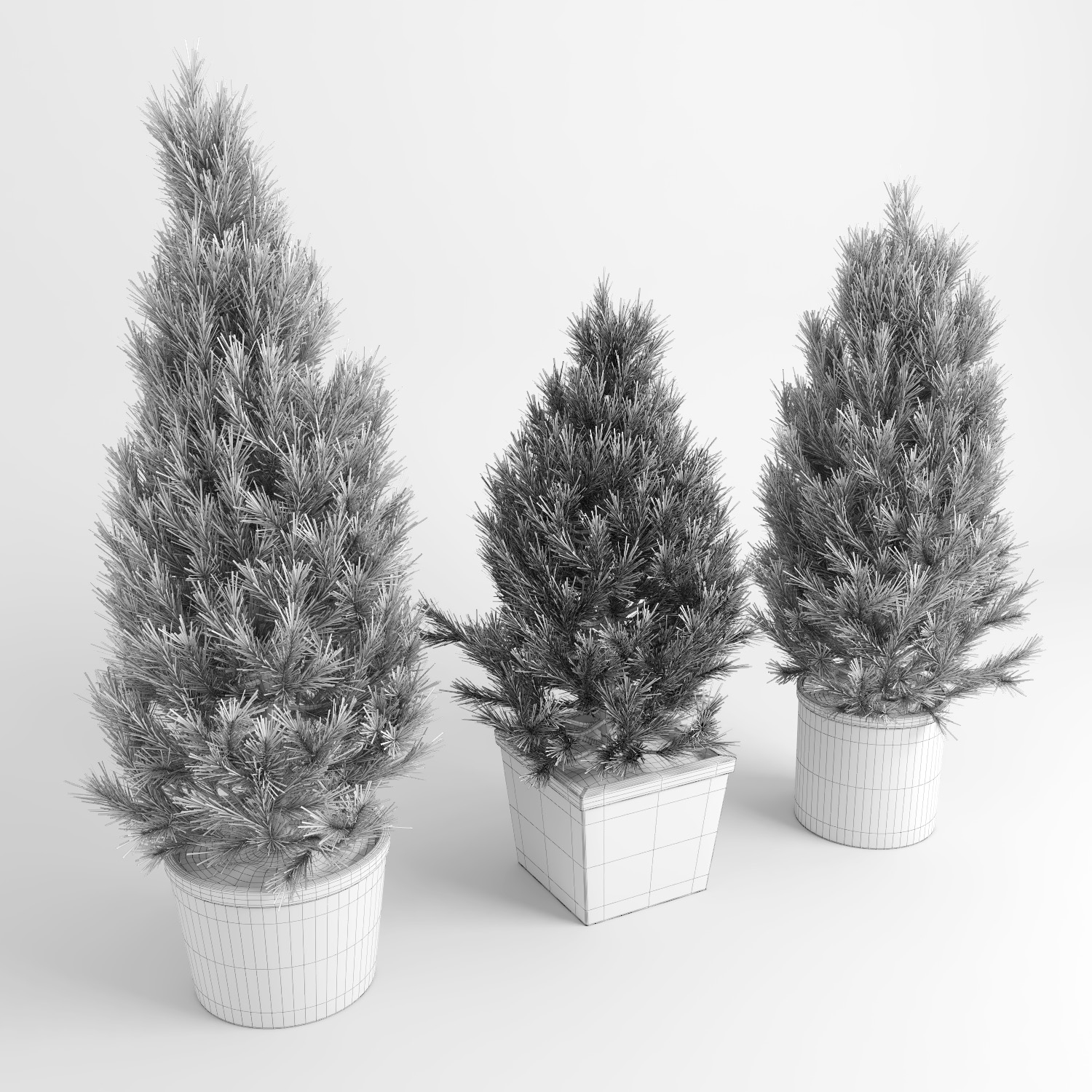 3d model realistic pinus trees pots