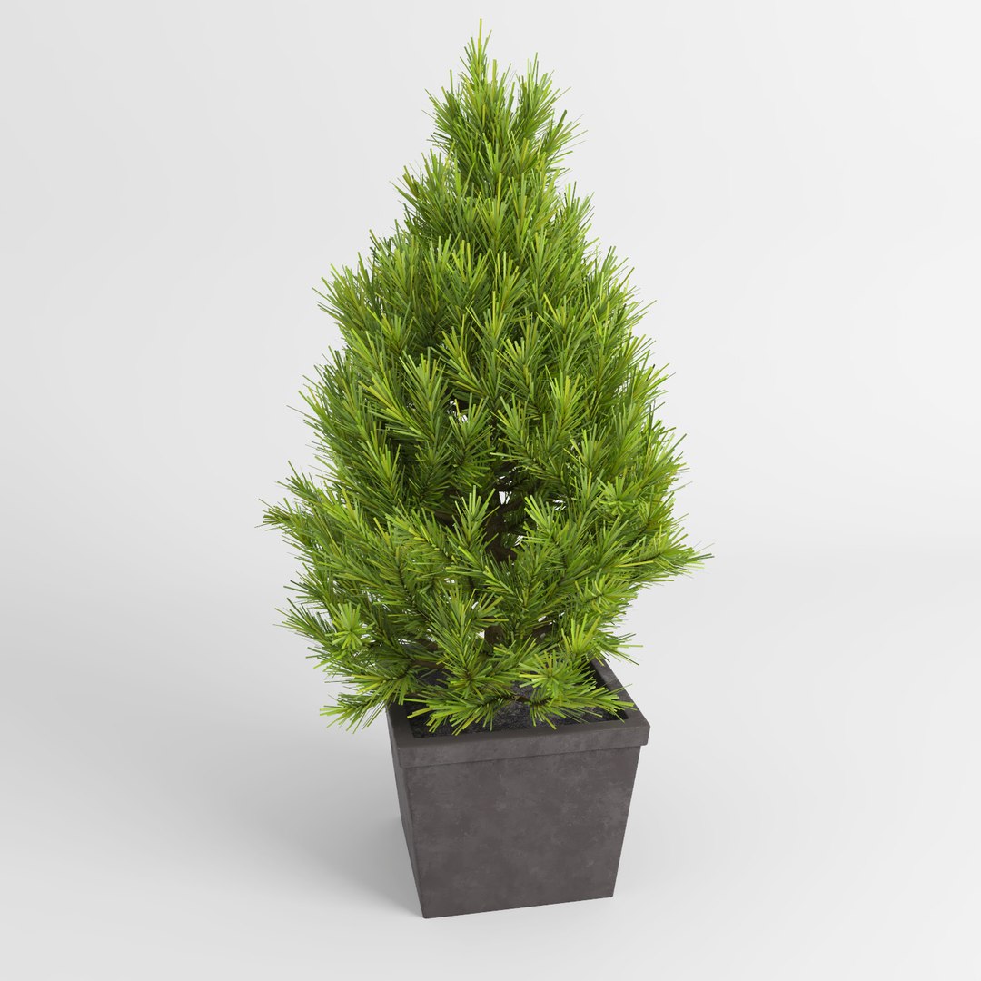 3d model realistic pinus trees pots