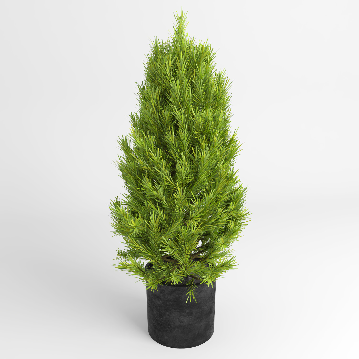 3d model realistic pinus trees pots
