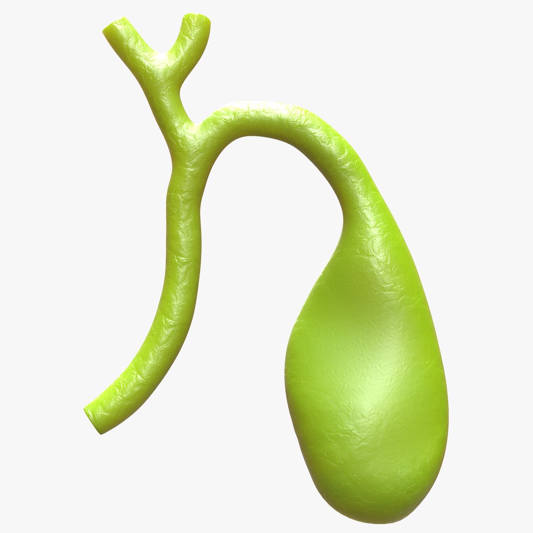 Gallbladder With Gallstones Model - TurboSquid 1842451