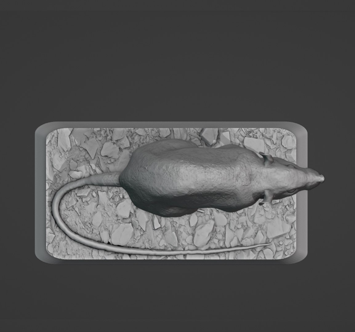 Rat 3D - TurboSquid 2146680