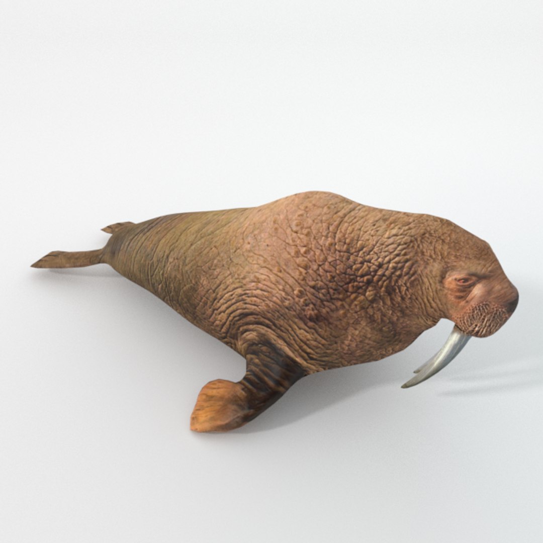 Walrus 3D Model - TurboSquid 1316821