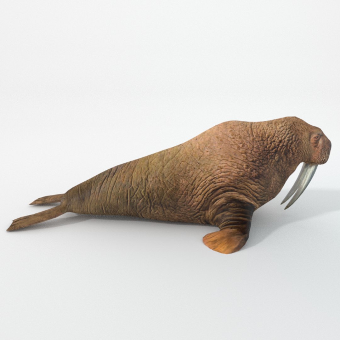 Walrus 3D Model - TurboSquid 1316821