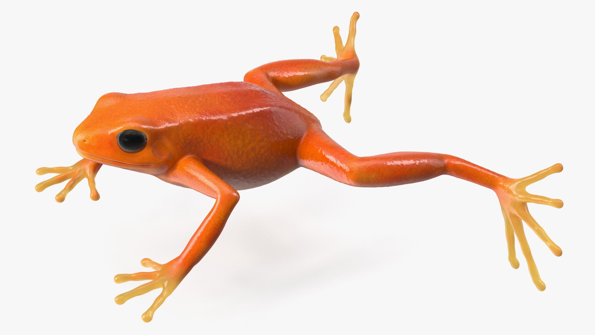 Realistic Golden Frog Model - TurboSquid 2280694