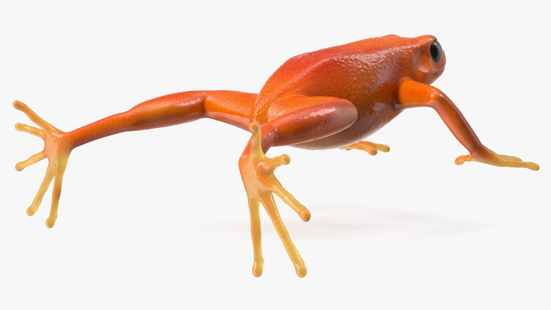 Realistic Golden Frog Model - TurboSquid 2280694