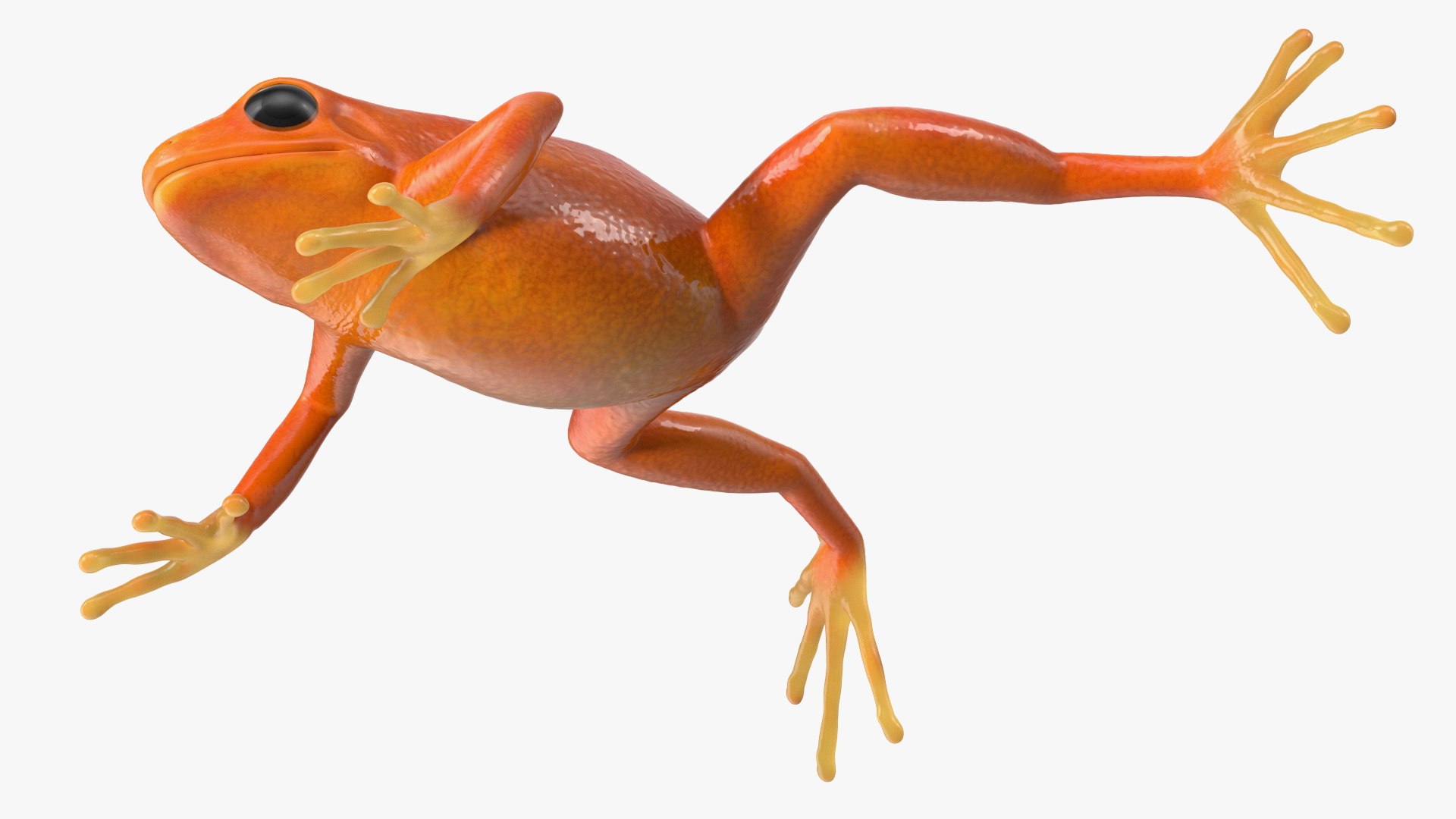 Realistic Golden Frog Model - TurboSquid 2280694