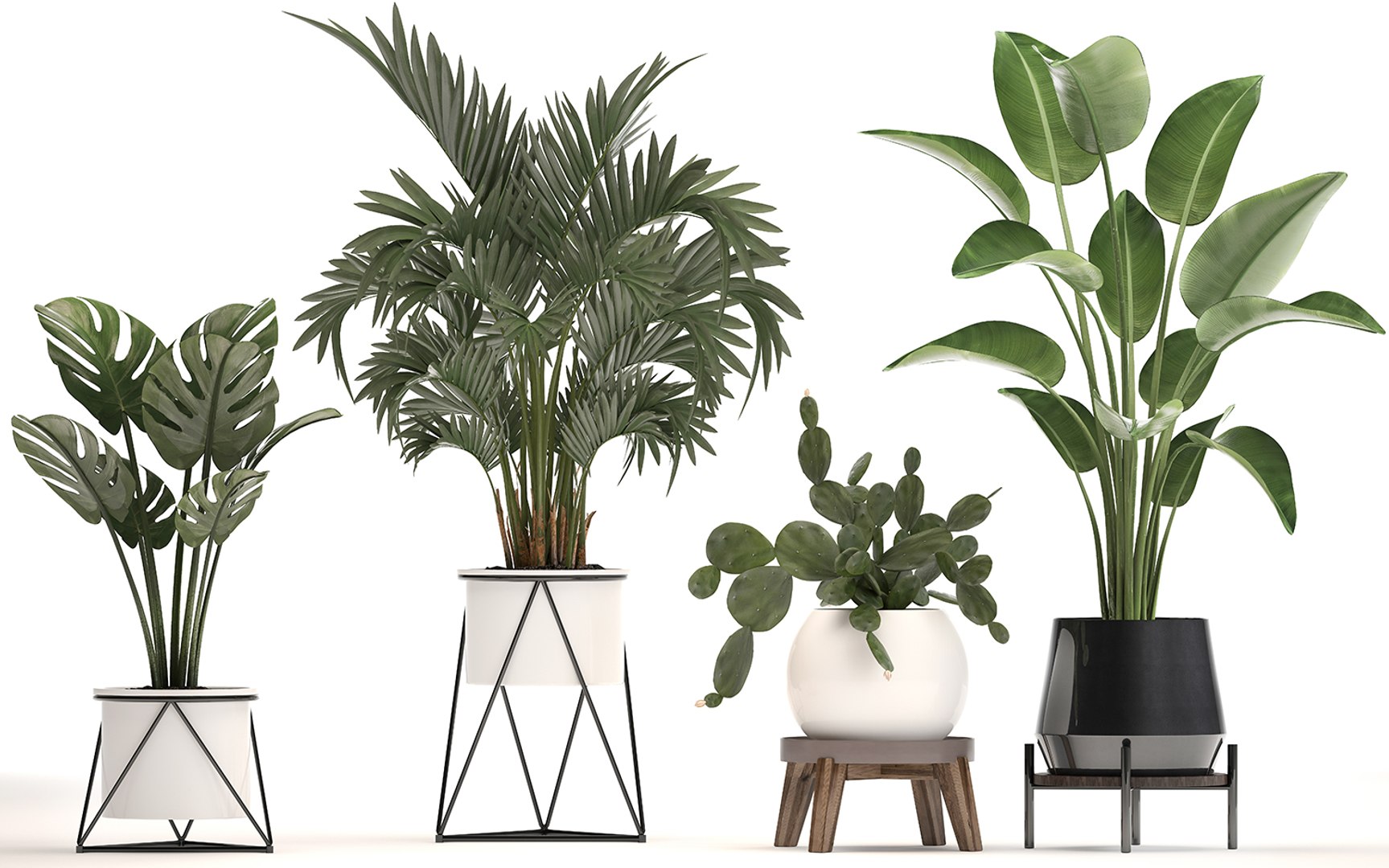 3D Plants Potted Exotic TurboSquid 1504033 3d-plants-potted-exotic-turbosquid-1504033