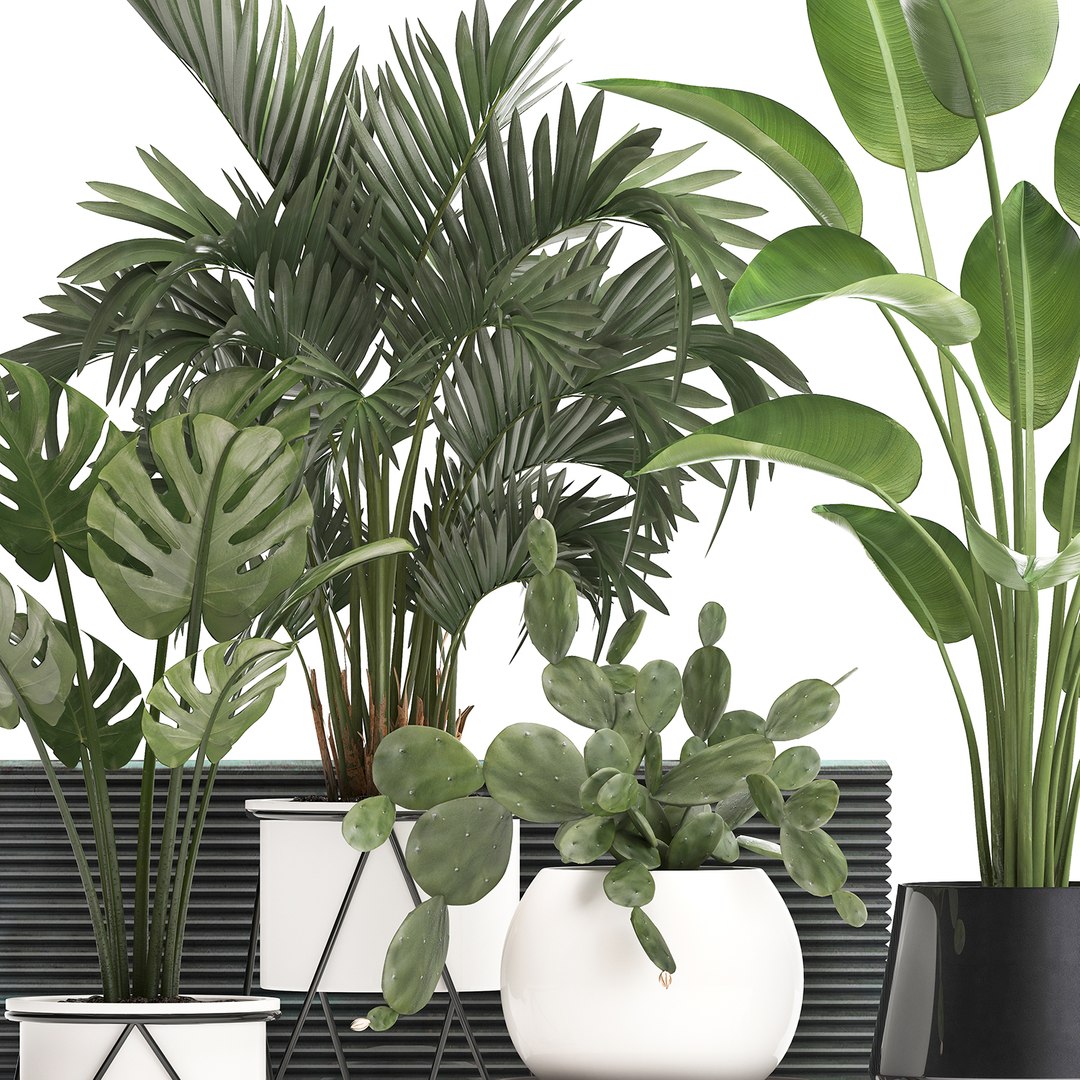3D Plants Potted Exotic - TurboSquid 1504033