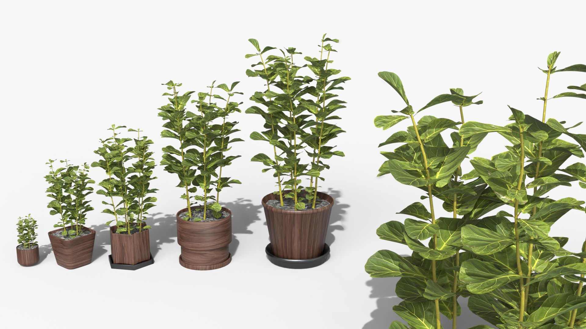 3D Collection Of Ficus Lyrata - Plants Vol 07 - TurboSquid 2093531