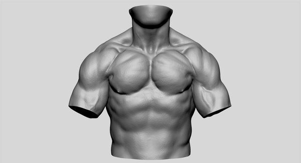 Torso 3D Models for Download | TurboSquid
