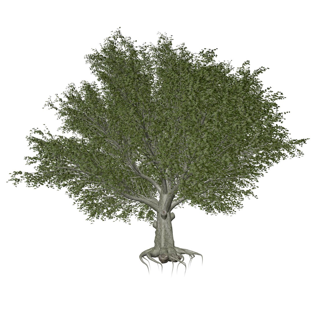 3D Model American Beech Tree Collection - TurboSquid 2378948