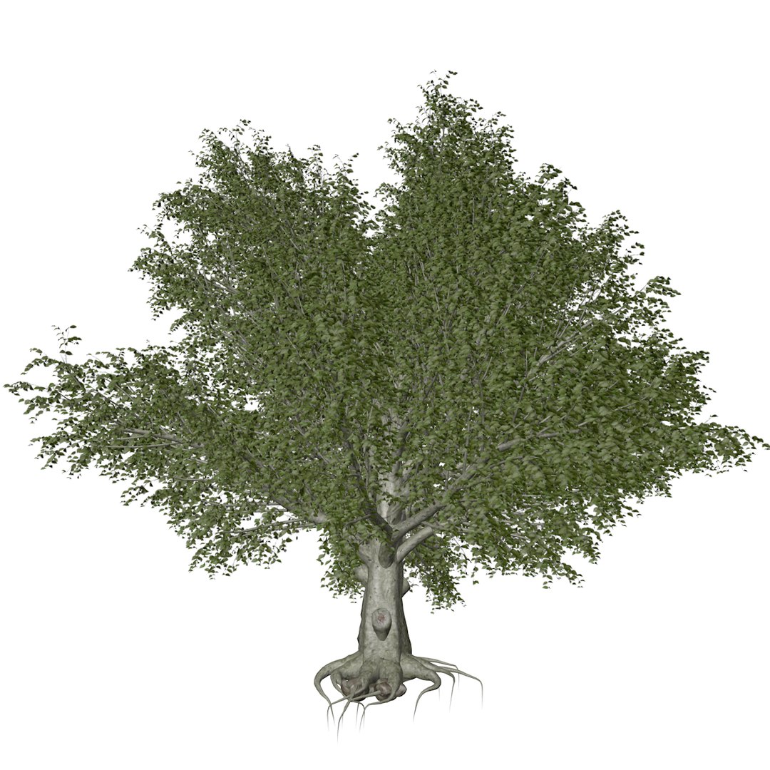 3D Model American Beech Tree Collection - TurboSquid 2378948