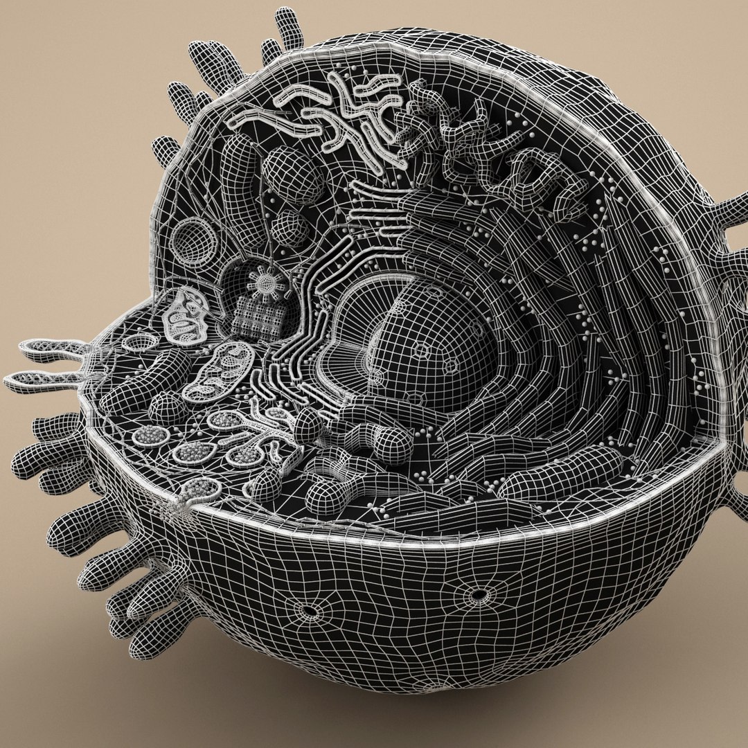 Cell Animal 3d Model
