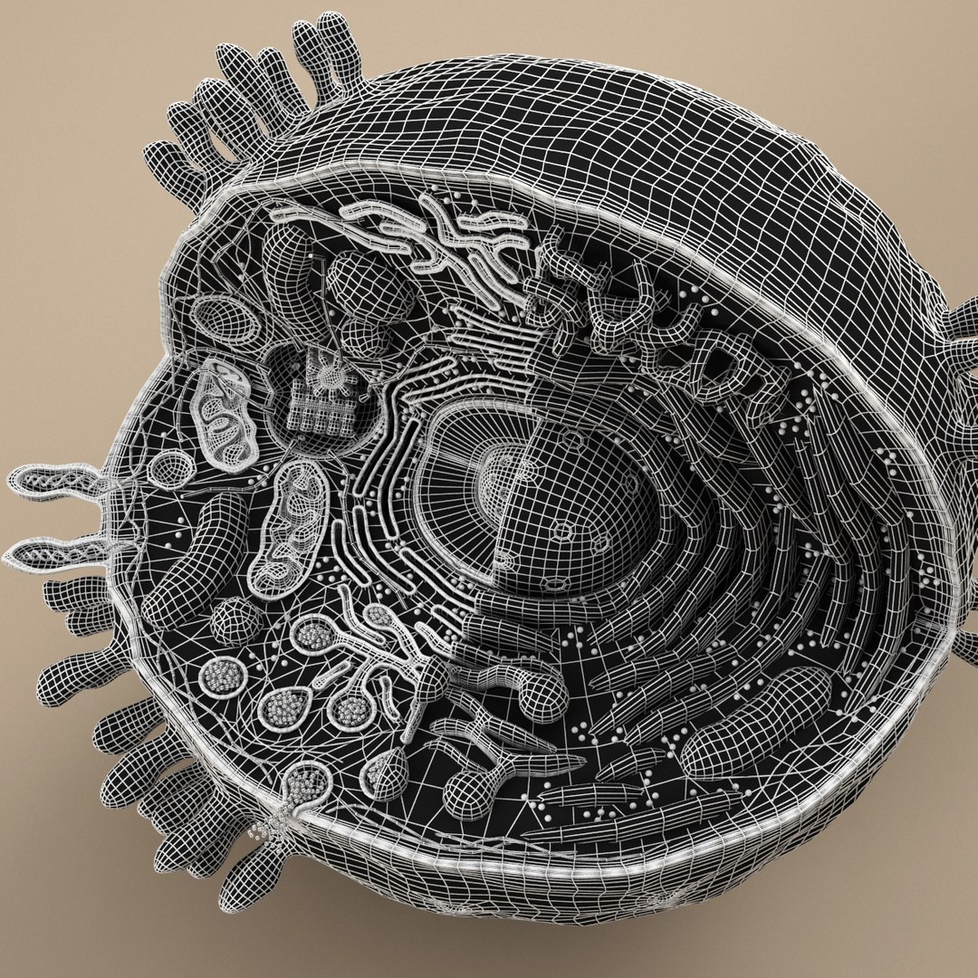 Cell Animal 3d Model