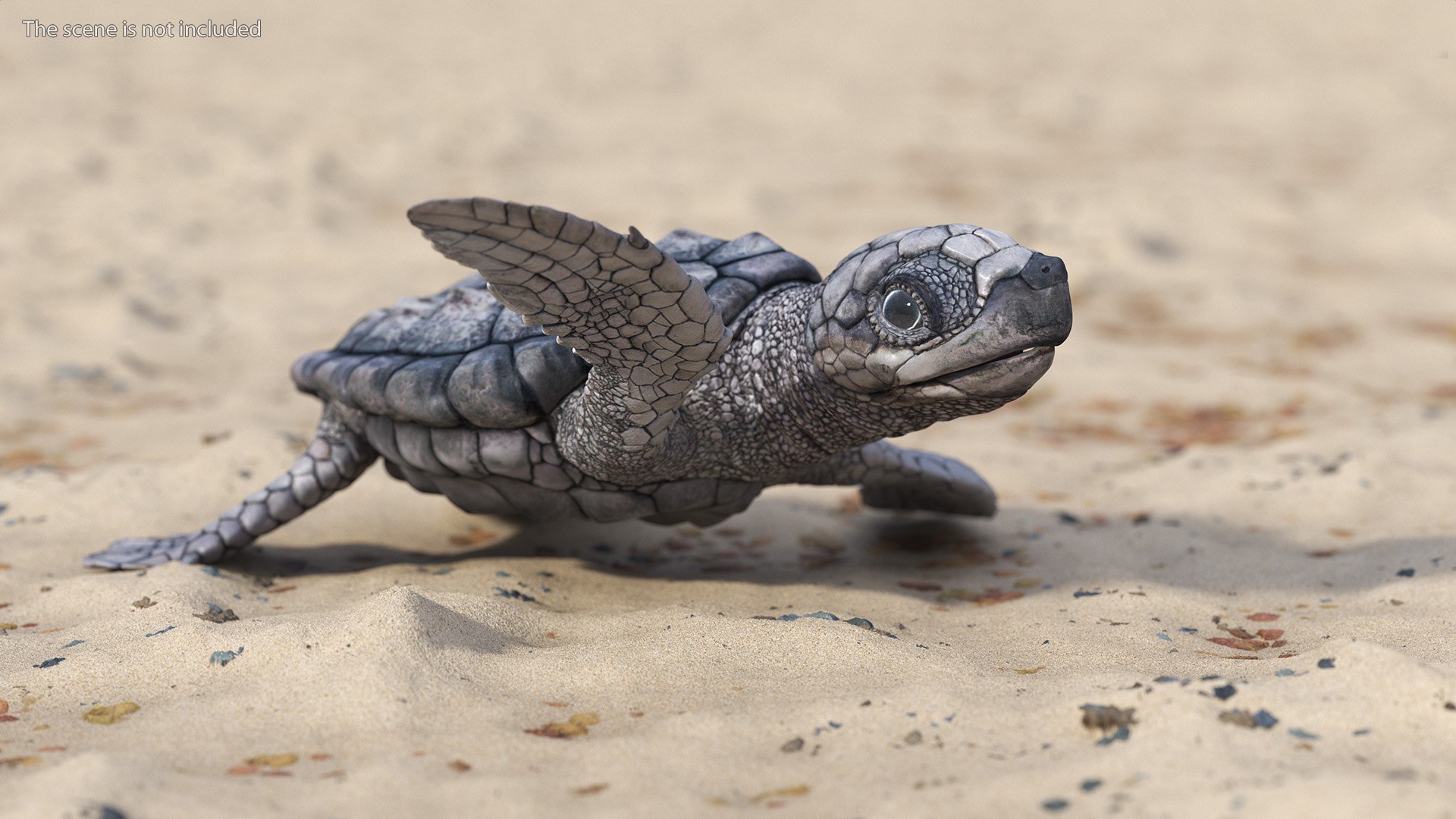 Baby Sea Turtle Gray Rigged For Maya 3D Model - TurboSquid 2205420