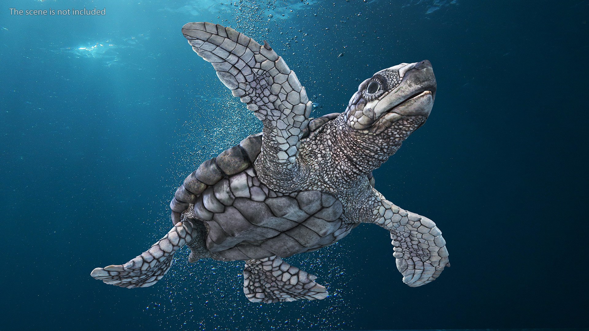 Baby Sea Turtle Gray Rigged For Maya 3D Model - TurboSquid 2205420