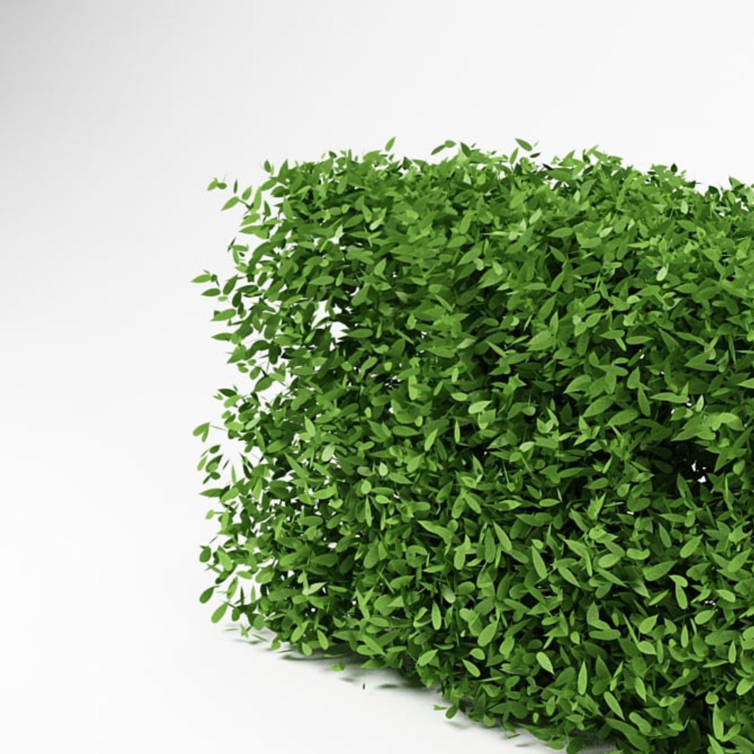 Maya Bush Plant Hedge