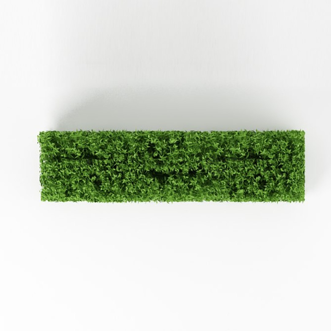 Maya Bush Plant Hedge