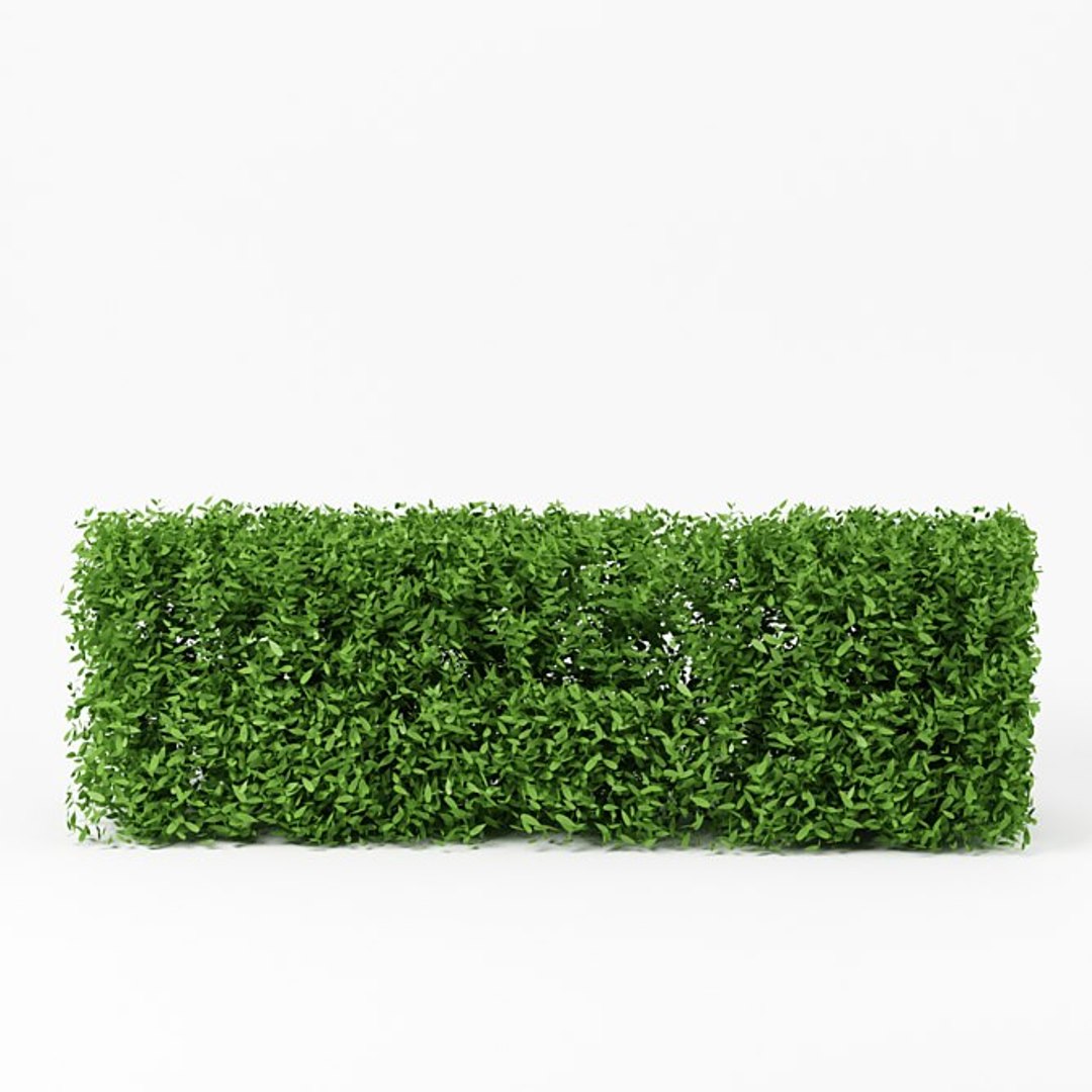 Maya Bush Plant Hedge