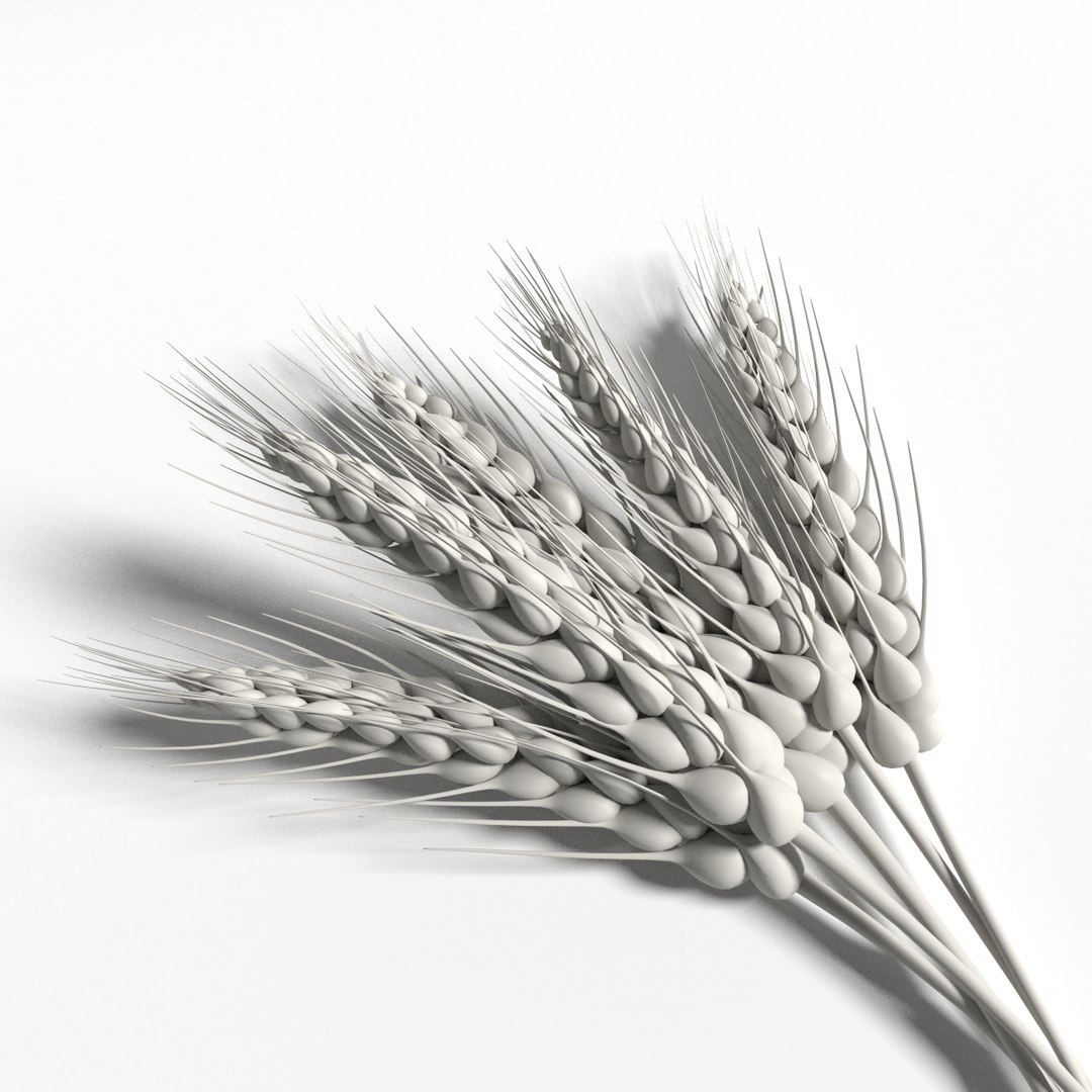 Wheat 3d Model