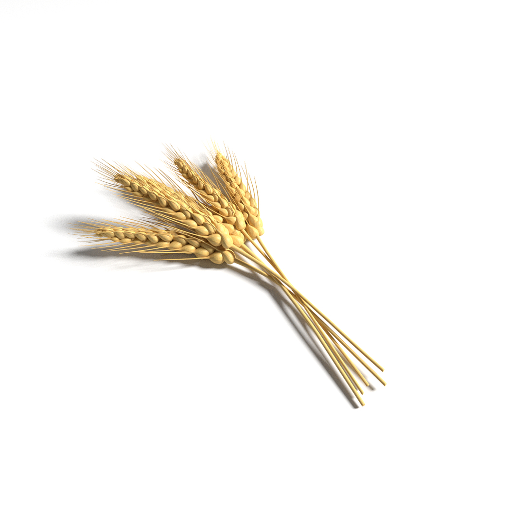 Wheat 3d Model