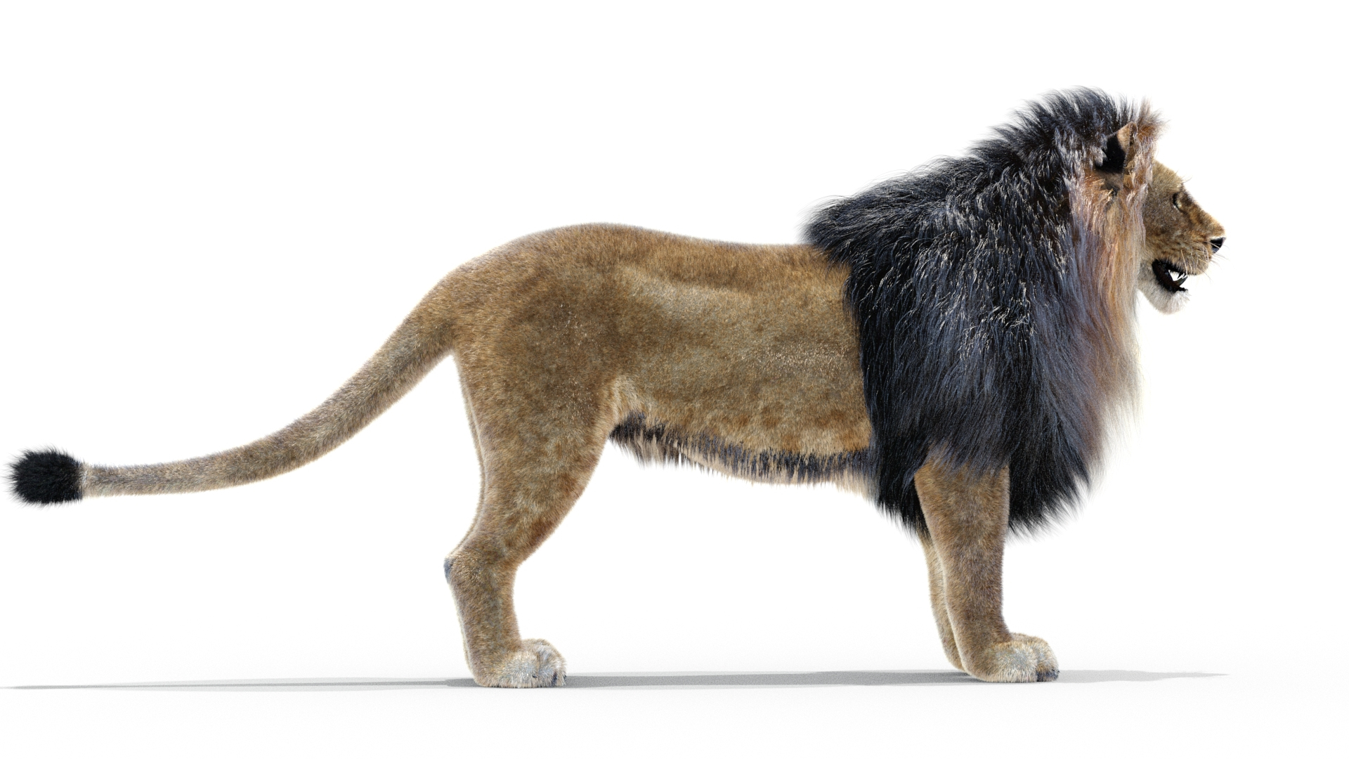 lion fur rigging animation 3d 3ds
