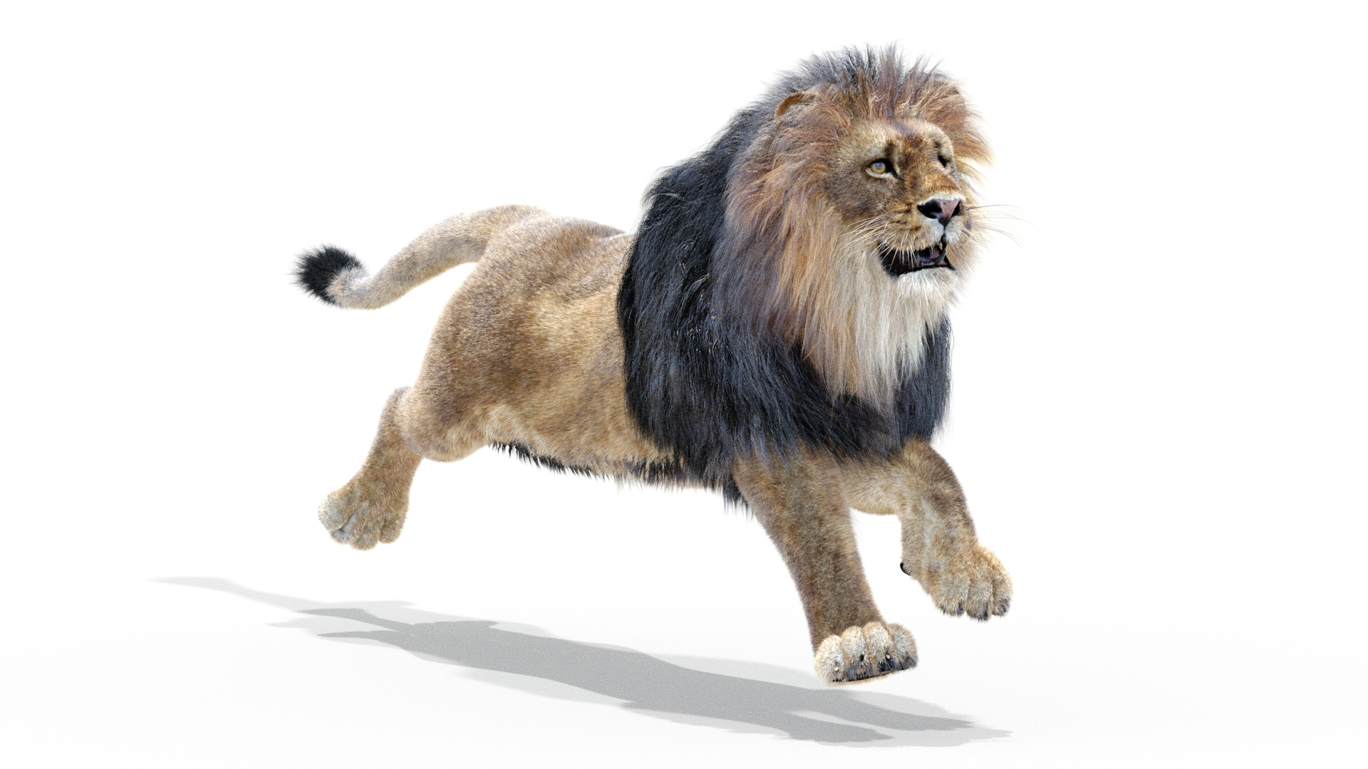lion fur rigging animation 3d 3ds