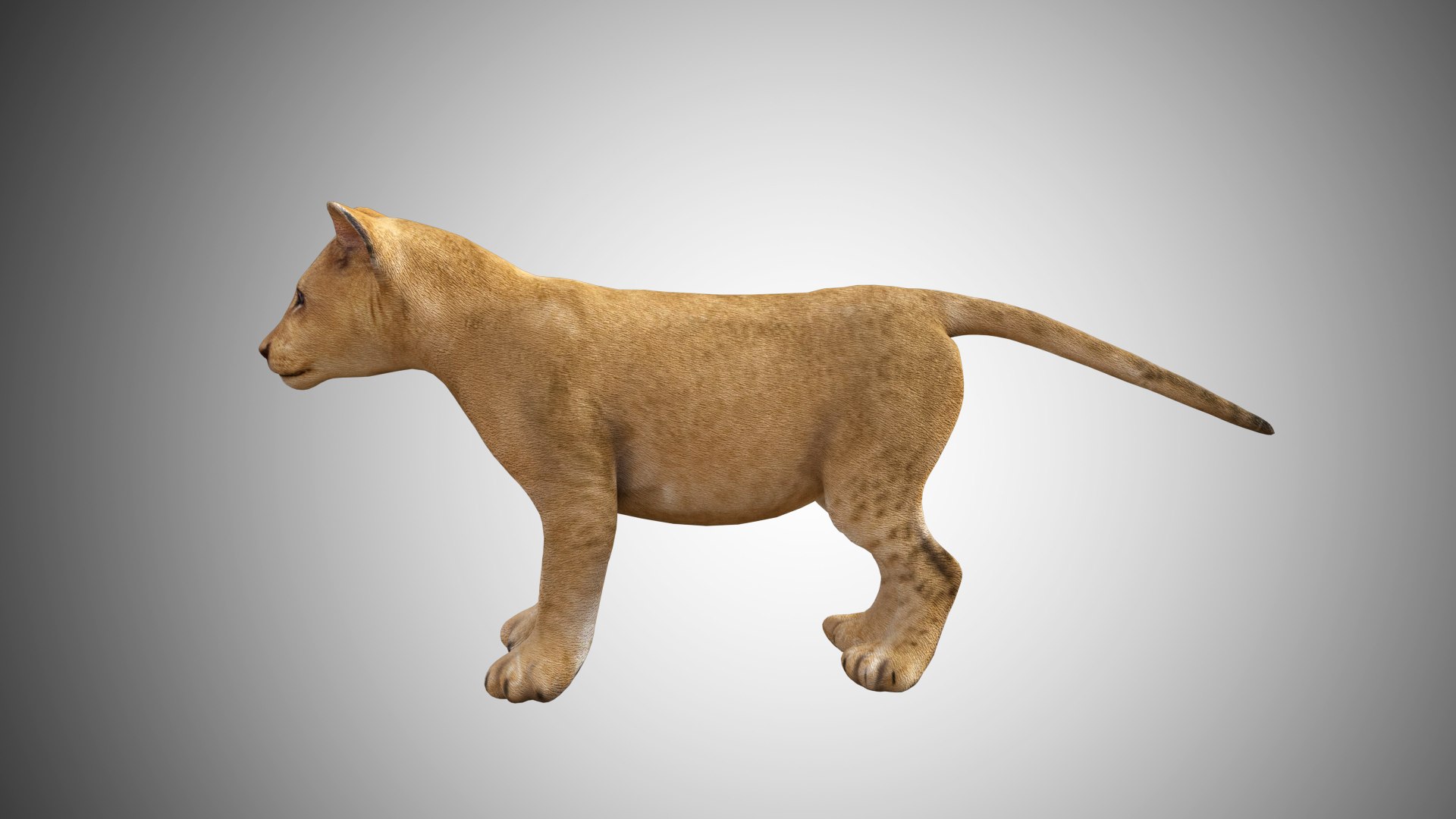 Lion Baby 3D Model - TurboSquid 1606664