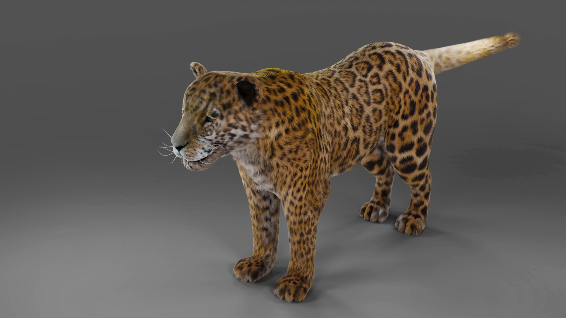 3D Fur Jaguar V02 NO Rigged In Blender Model - TurboSquid 2093136