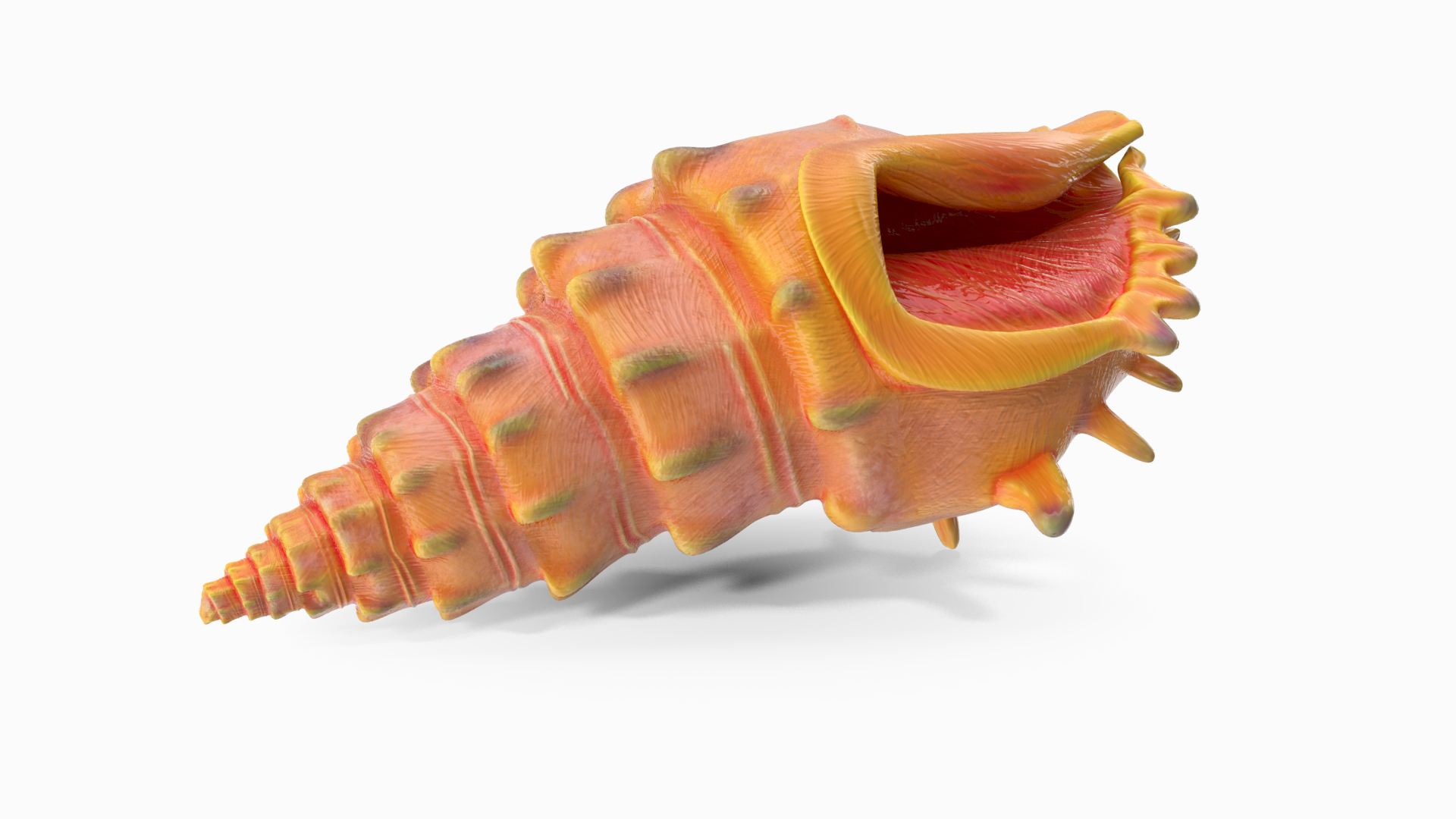 Sea Shell 01 01 Model - TurboSquid 1736204